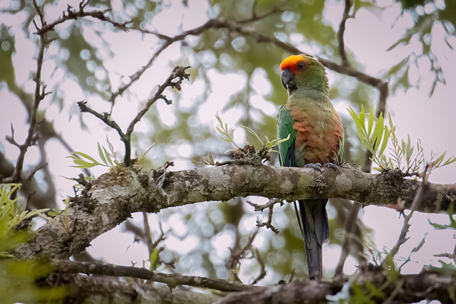 Foto jandaia-de-testa-vermelha (Aratinga auricapillus) Por Heron ...