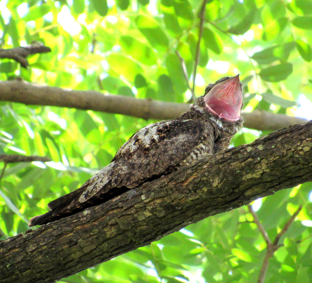 Foto tuju (Lurocalis semitorquatus) Por Elvio Buosi | Wiki Aves - A ...