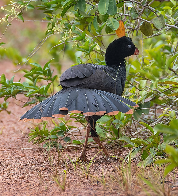 Foto mutum-do-norte (Pauxi tomentosa) Por Mats Hildeman | Wiki Aves - A ...