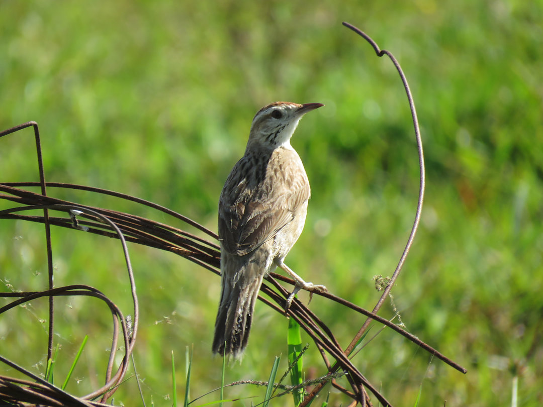 Foto cochicho (Anumbius annumbi) Por Luiz Filipe Frosi | Wiki Aves - A ...