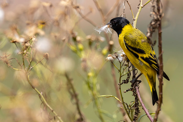 Foto pintassilgo (Spinus magellanicus) Por Thelma Gatuzzo | Wiki Aves ...