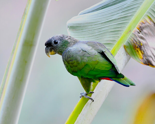 Foto maitaca-verde (Pionus maximiliani) Por Eliane Zaltman | Wiki Aves ...