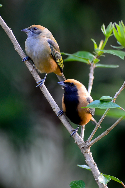 saíra-amarela (Tangara cayana) | WikiAves - A Enciclopédia das Aves do ...