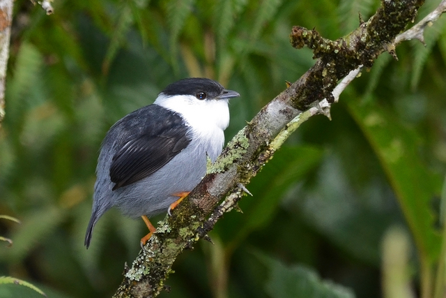 Foto rendeira (Manacus manacus) Por Bruno Rennó | Wiki Aves - A ...