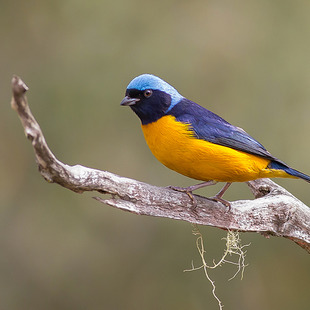 Fringillidae | WikiAves - A Enciclopédia das Aves do Brasil