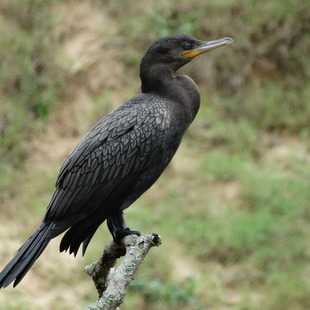 biguá (Nannopterum brasilianus) | WikiAves - A Enciclopédia das Aves do ...