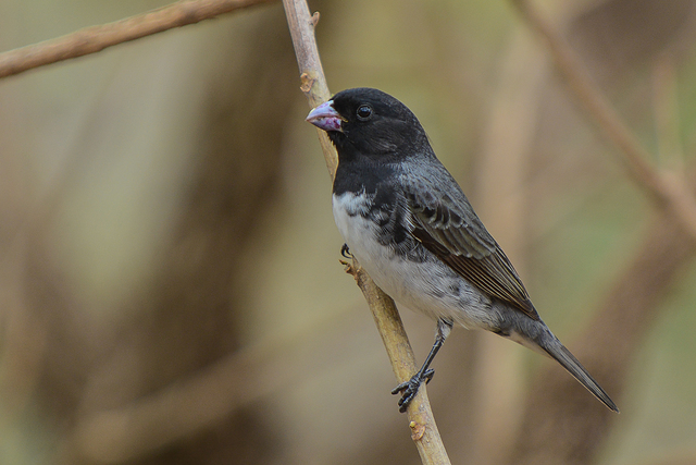Foto papa-capim-de-costas-cinza (Sporophila ardesiaca) Por Saulo Gomes ...