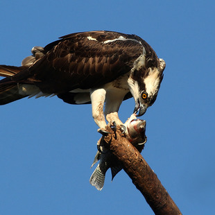 Pandionidae | WikiAves - A Enciclopédia das Aves do Brasil