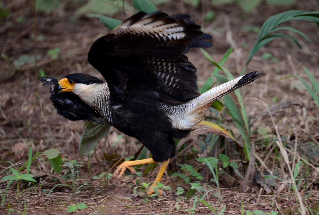 Foto carcará (Caracara plancus) Por Fernando Filho | Wiki Aves - A ...