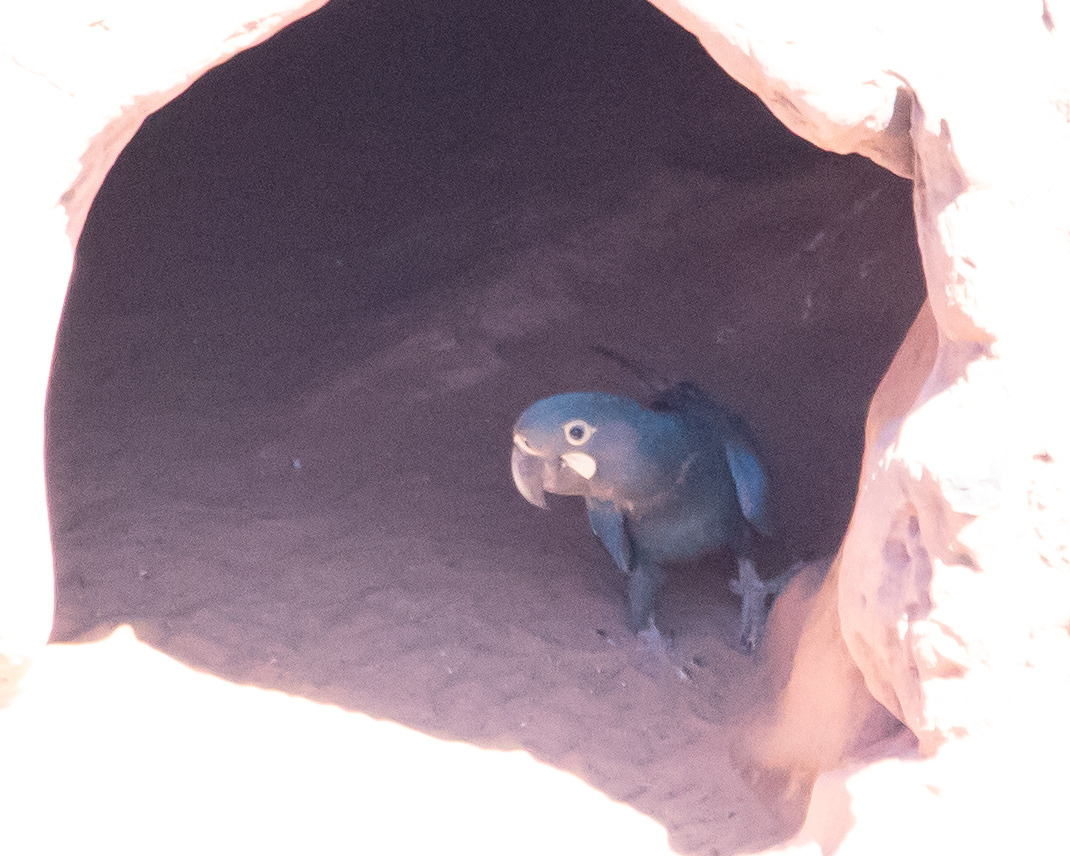 Foto arara-azul-de-lear (Anodorhynchus leari) Por Yan Jovita | Wiki ...