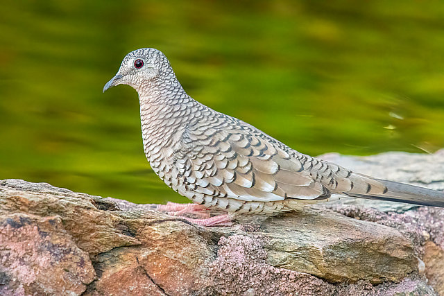 Foto rolinha-fogo-apagou (Columbina squammata) Por Marcelo Telles ...