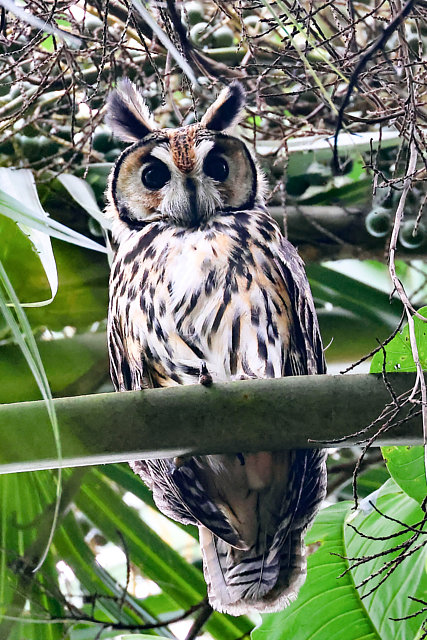 Foto coruja-orelhuda (Asio clamator) Por antonio amaral | Wiki Aves - A ...