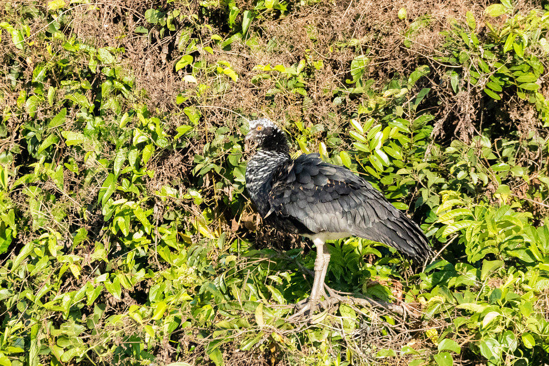 Foto anhuma (Anhima cornuta) Por Cássio Gomides | Wiki Aves - A ...