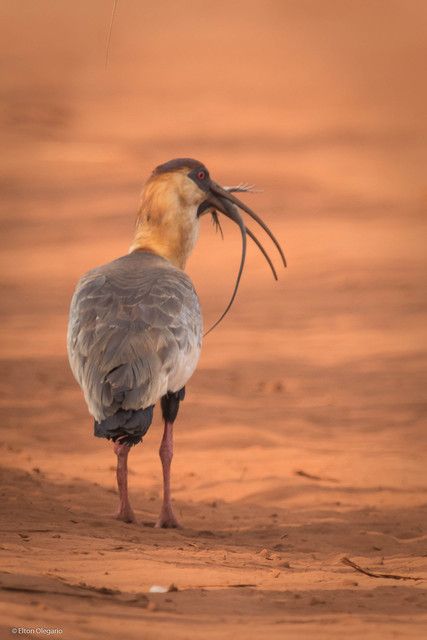 curicaca (Theristicus caudatus) | WikiAves - A Enciclopédia das Aves do ...