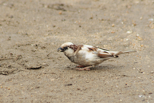pardal (Passer domesticus) | WikiAves - A Enciclopédia das Aves do Brasil