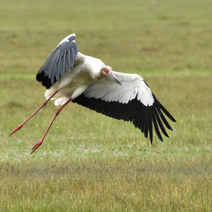 maguari (Ciconia maguari) | WikiAves - A Enciclopédia das Aves do Brasil
