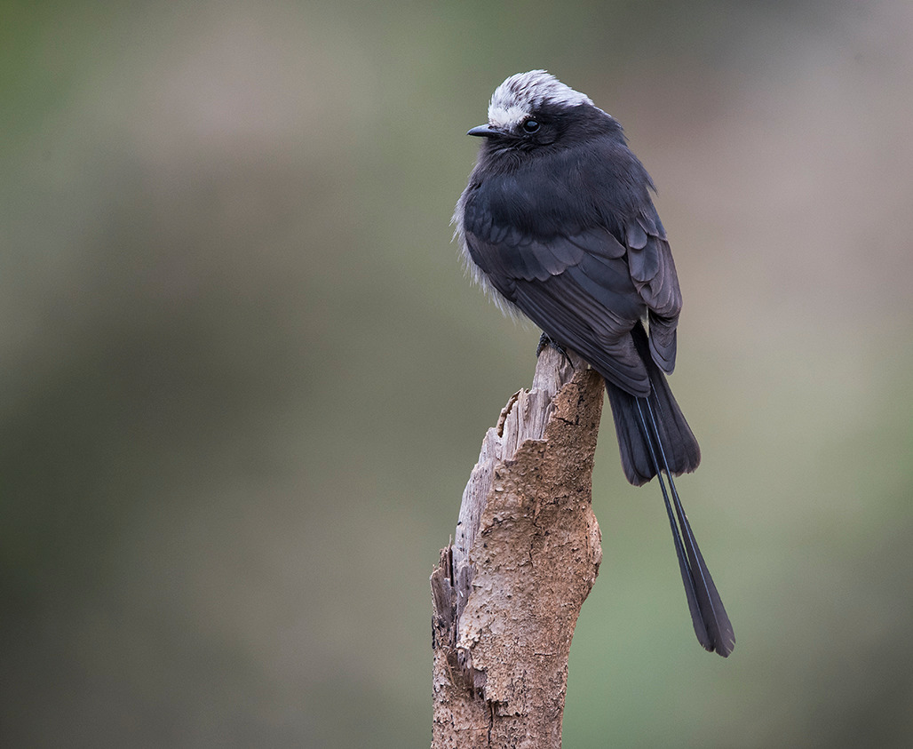 Foto viuvinha (Colonia colonus) Por Kleber Silveira | Wiki Aves - A ...