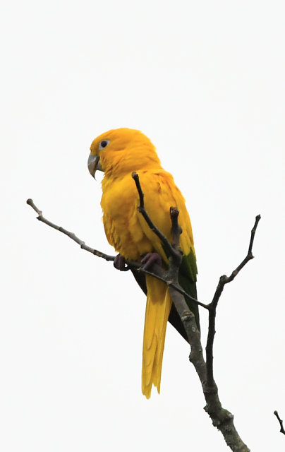 Foto ararajuba (Guaruba guarouba) Por Gilberto Pasquali | Wiki Aves - A ...