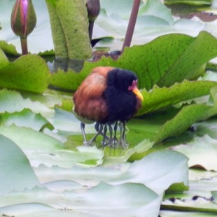 jaçanã (Jacana jacana) | WikiAves - A Enciclopédia das Aves do Brasil
