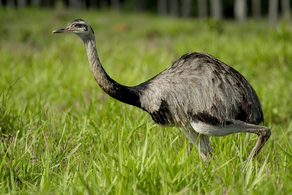 Foto ema (Rhea americana) Por Stéphane Passera (Stef) | Wiki Aves - A ...