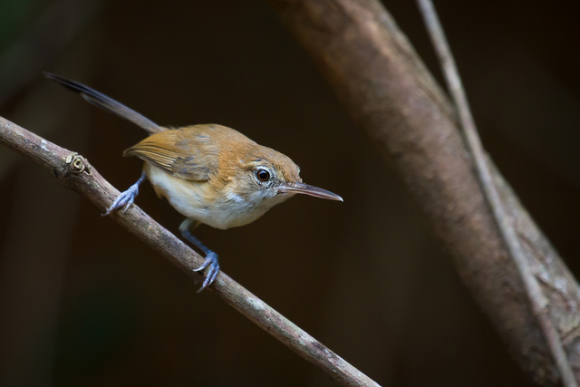 Foto chirito (Ramphocaenus melanurus) Por Andreas Oberhuber | Wiki Aves ...
