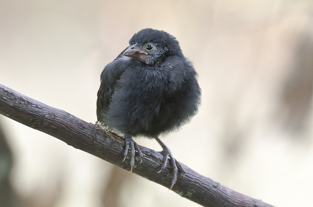 Foto chupim (Molothrus bonariensis) Por Luiz Bravo | Wiki Aves - A ...
