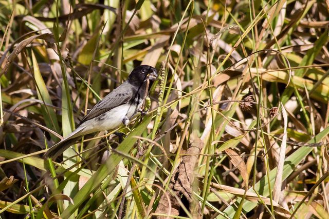 Foto papa-capim-de-costas-cinza (Sporophila ardesiaca) Por Rodrigo ...