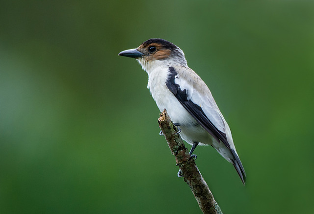 Foto anambé-branco-de-bochecha-parda (Tityra inquisitor) Por Luciano ...