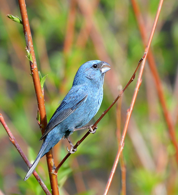 Foto azulinho (Cyanoloxia glaucocaerulea) Por João Luiz F. Góss | Wiki ...