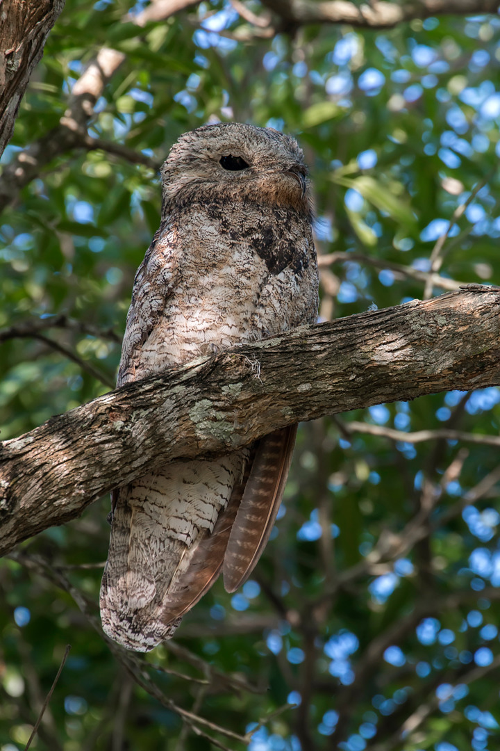 Foto urutau-grande (Nyctibius grandis) Por Rafael Boni | Wiki Aves - A ...