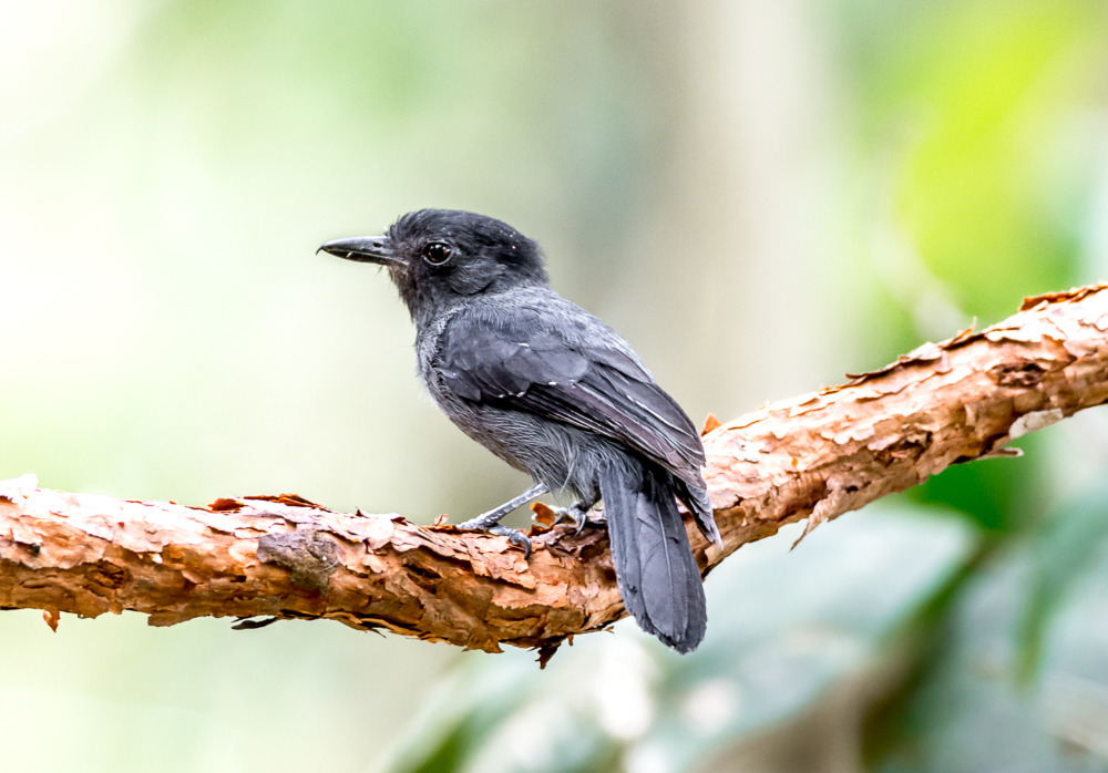 Foto choca-do-acre (Thamnophilus divisorius) Por Roseanne Almeida ...