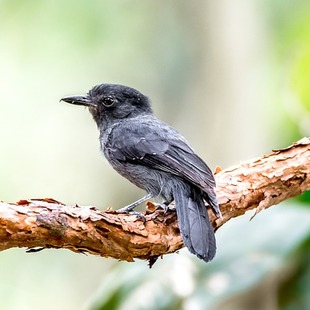 choca-do-acre (Thamnophilus divisorius) | WikiAves - A Enciclopédia das ...