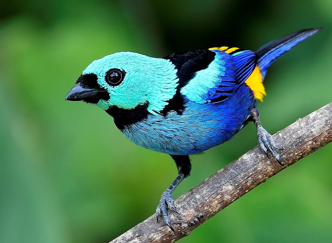 Foto saíra-pintor (Tangara fastuosa) Por Stephen Jones | Wiki Aves - A ...