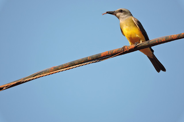 Foto suiriri (Tyrannus melancholicus) Por Kimberly Rodrigues | Wiki ...