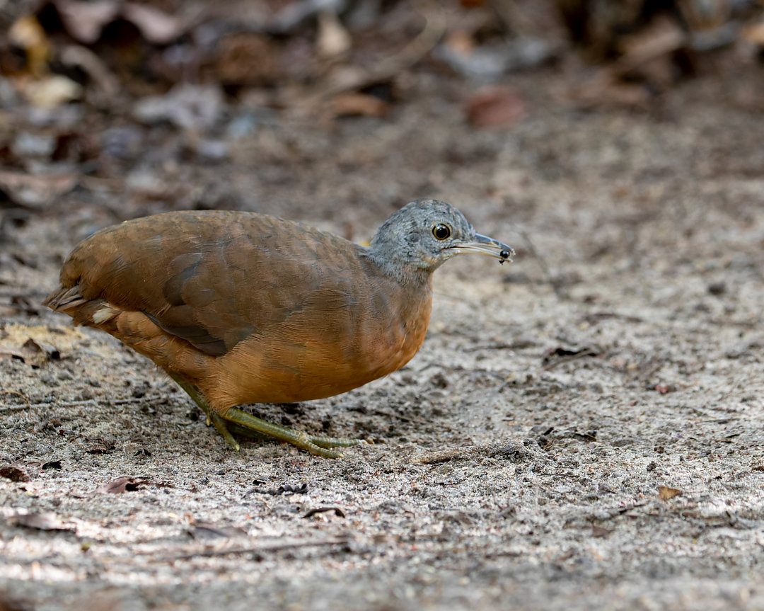 Foto tururim (Crypturellus soui) Por Ronaldo L. Oliveira | Wiki Aves ...