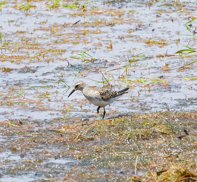 Foto maçarico-de-sobre-branco (Calidris fuscicollis) Por Christopher ...