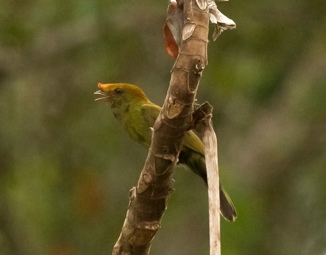 Foto soldadinho (Antilophia galeata) Por Mauricio Neves Godoi | Wiki ...