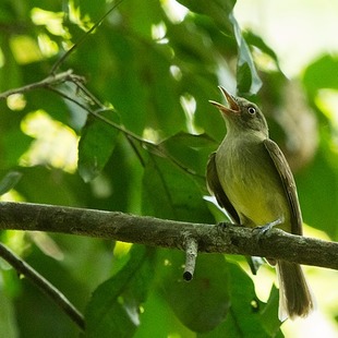 fruxu-de-barriga-amarela (Neopelma sulphureiventer) | WikiAves - A ...