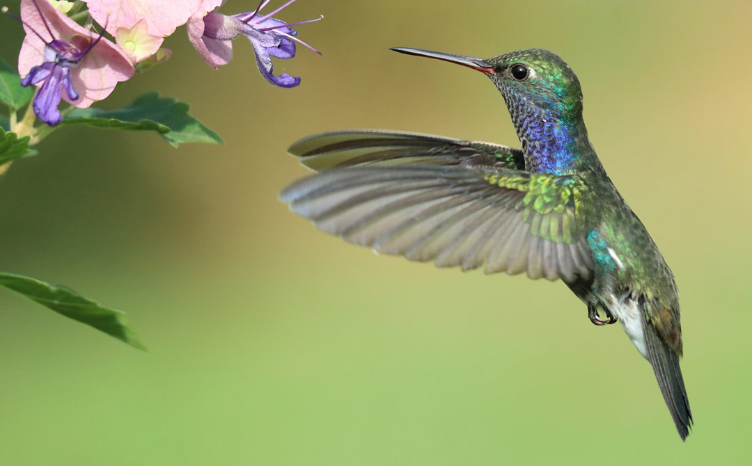 Foto beija-flor-de-peito-azul (Chionomesa lactea) Por Jose G. Oliveira ...