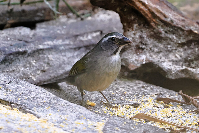 Foto trinca-ferro (Saltator similis) Por Sonia Maria de Souza | Wiki ...