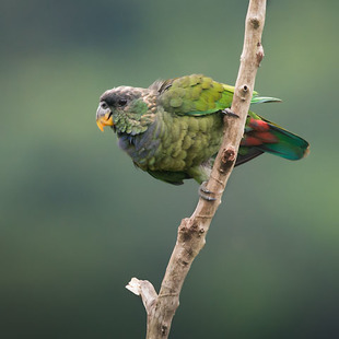 maitaca-verde (Pionus maximiliani) | WikiAves - A Enciclopédia das Aves ...