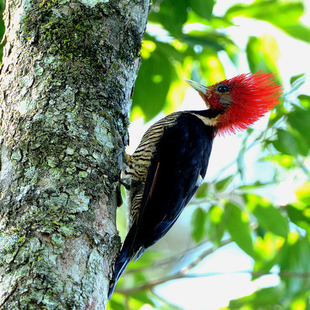 pica-pau-de-cara-canela (Celeus galeatus) | WikiAves - A Enciclopédia das Aves do Brasil