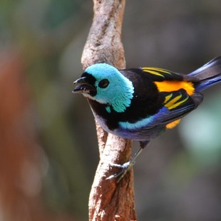 saíra-pintor (Tangara fastuosa) | WikiAves - A Enciclopédia das Aves do ...