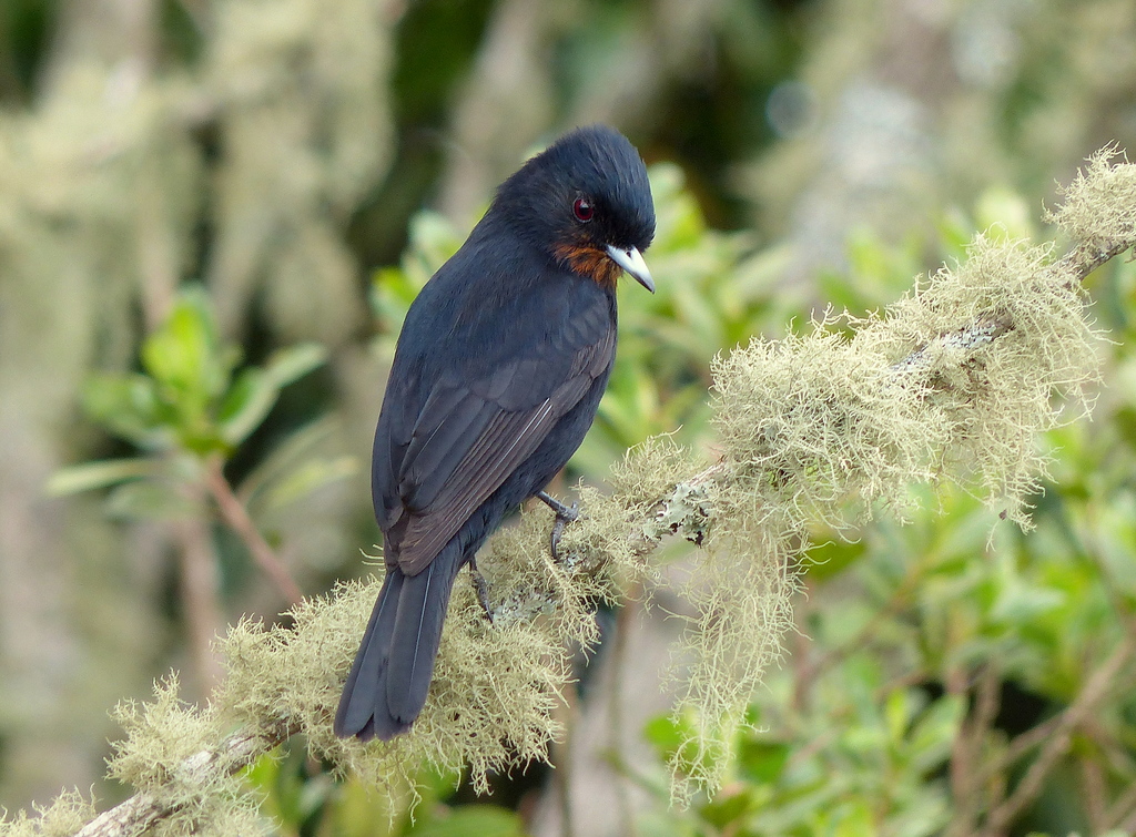 Foto maria-preta-de-garganta-vermelha (Knipolegus nigerrimus) Por Mel ...