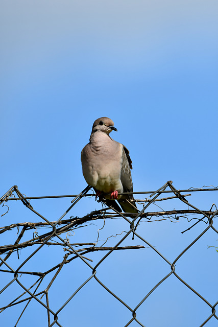Foto avoante (Zenaida auriculata) Por Gil S. | Wiki Aves - A ...