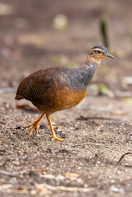 zabelê (Crypturellus zabele) | WikiAves - A Enciclopédia das Aves do Brasil