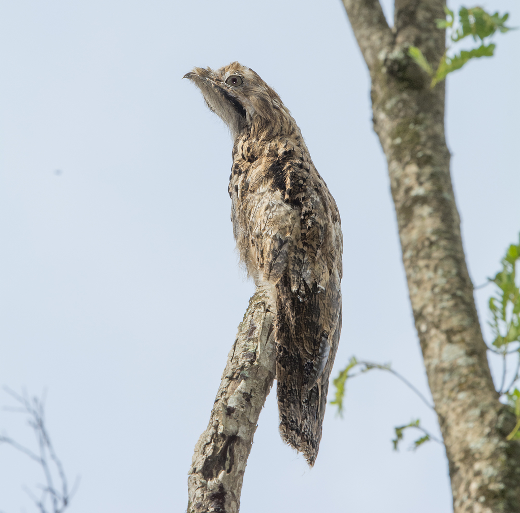 Foto urutau-pardo (Nyctibius aethereus) Por Gil Ribeiro Peres | Wiki ...