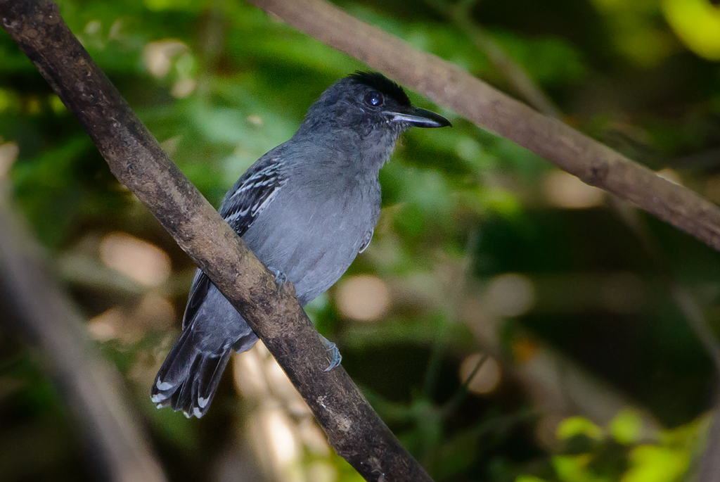 Foto choca-preta-e-cinza (Thamnophilus nigrocinereus) Por Daniel ...