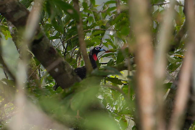 Foto jacutinga (Aburria jacutinga) Por Danilo Junior | Wiki Aves - A ...