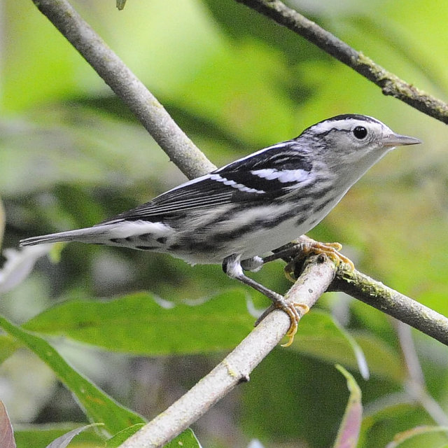 Foto mariquita-riscadinha (Mniotilta varia) Por Daniel Hinckley | Wiki ...